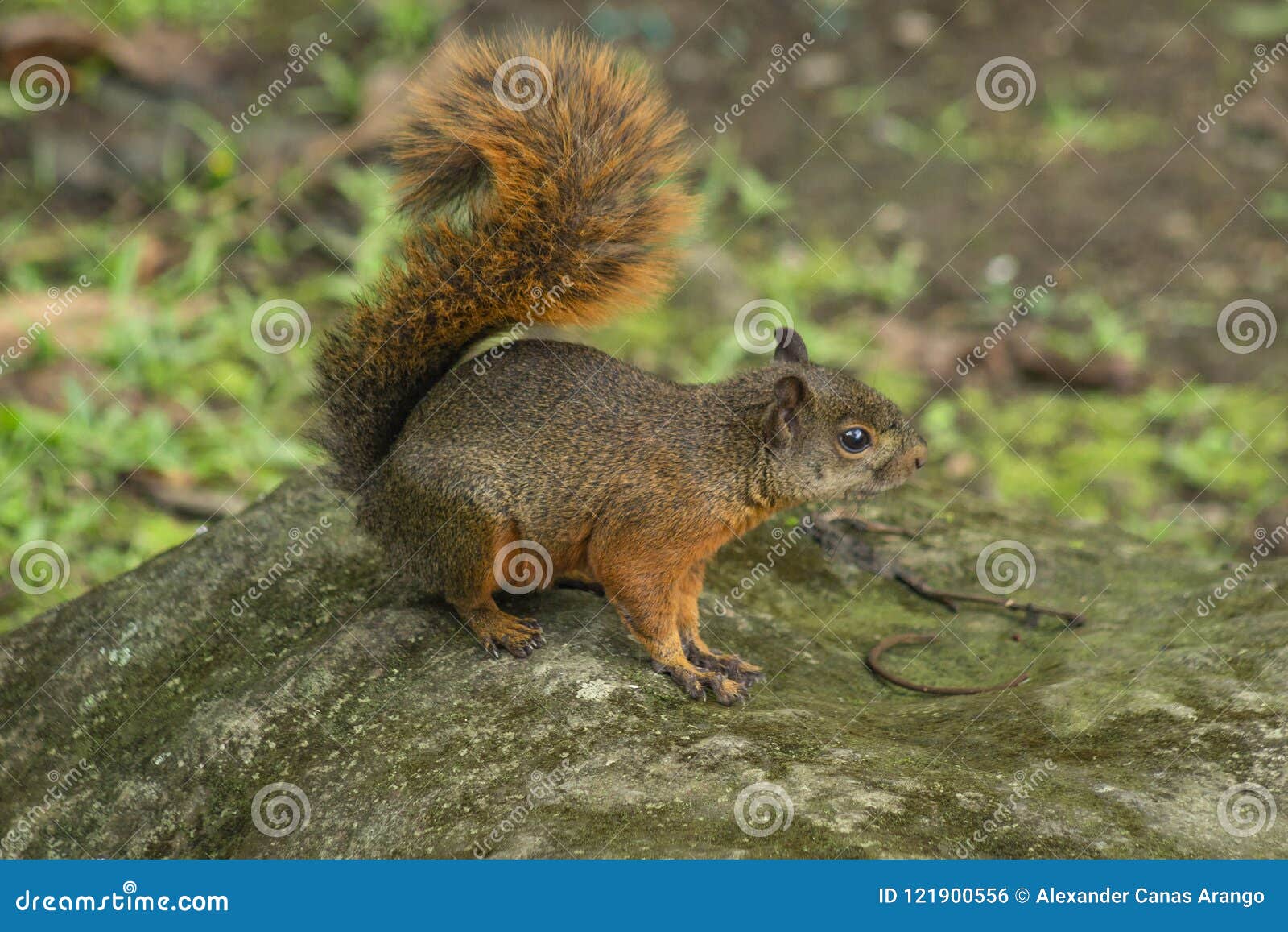 Red squirrel in forest stock photo. Image of mammal - 121900556
