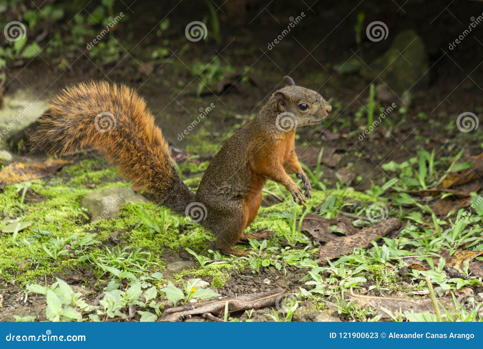 Red squirrel in forest stock image. Image of animal - 121900623