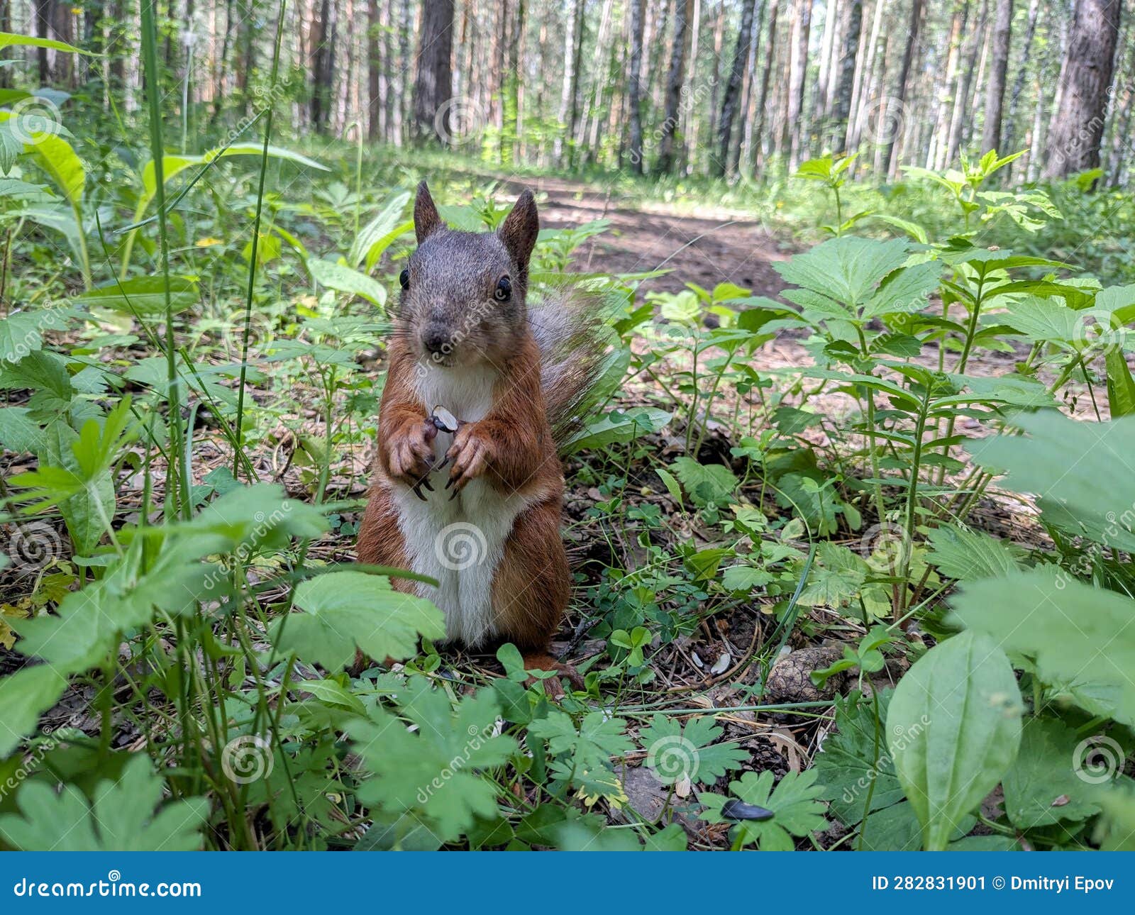 Red Squirrel in the Forest There are Seeds Stock Image - Image of wild ...