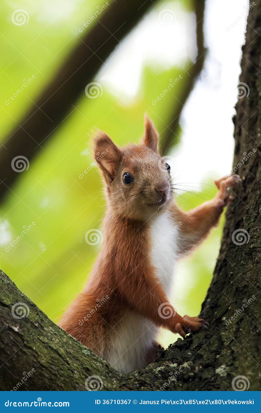 Red squirrel in the forest stock image. Image of looking - 36710367
