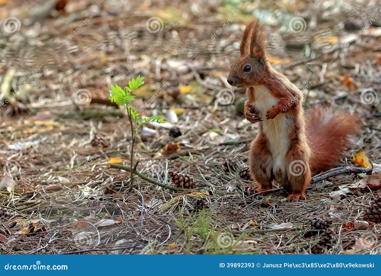 Red squirrel in the forest stock image. Image of look - 39892393