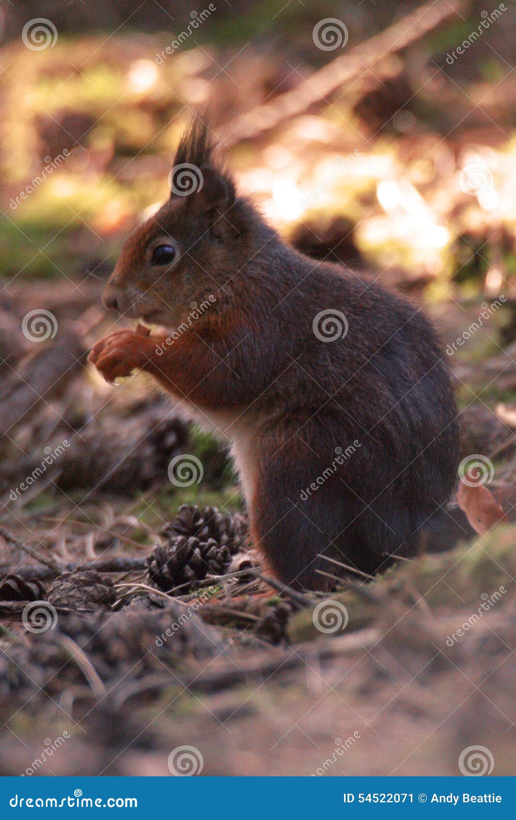 Red Squirrel stock image. Image of rodent, formby, snout - 54522071