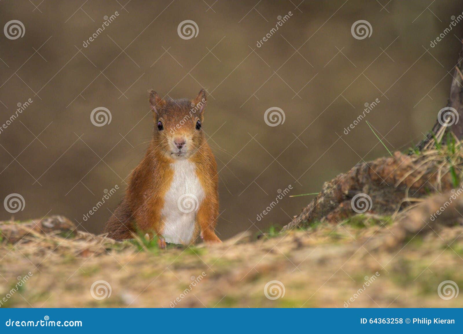 Red Squirrel in Formby Nature Reserve England Stock Photo - Image of ...