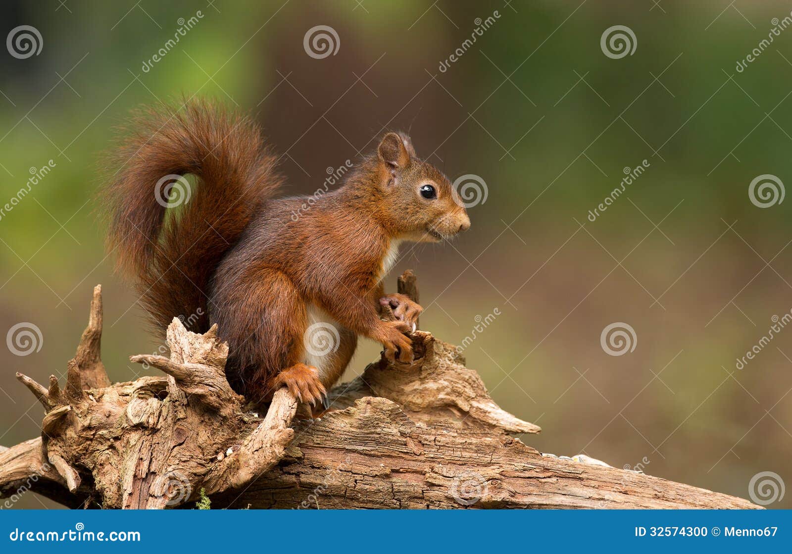 Red Squirrel stock photo. Image of funny, cute, fluffy - 32574300