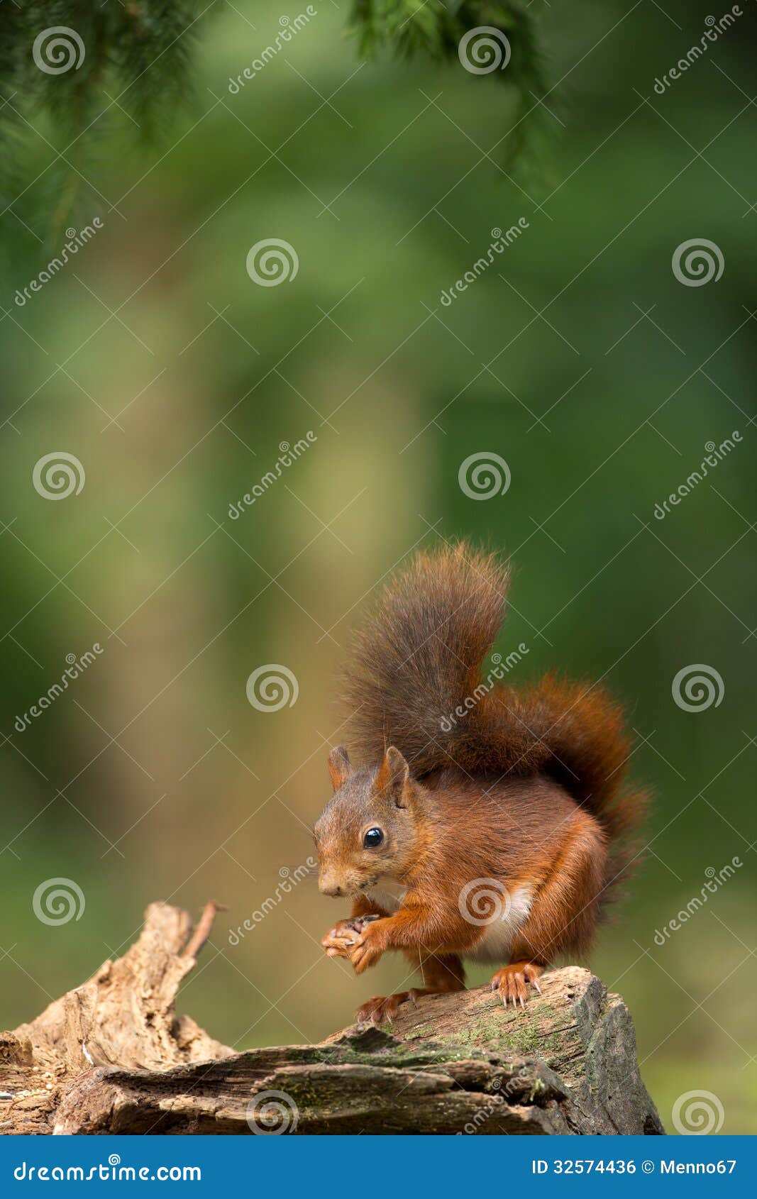 Red Squirrel stock photo. Image of beauty, curious, adorable - 32574436