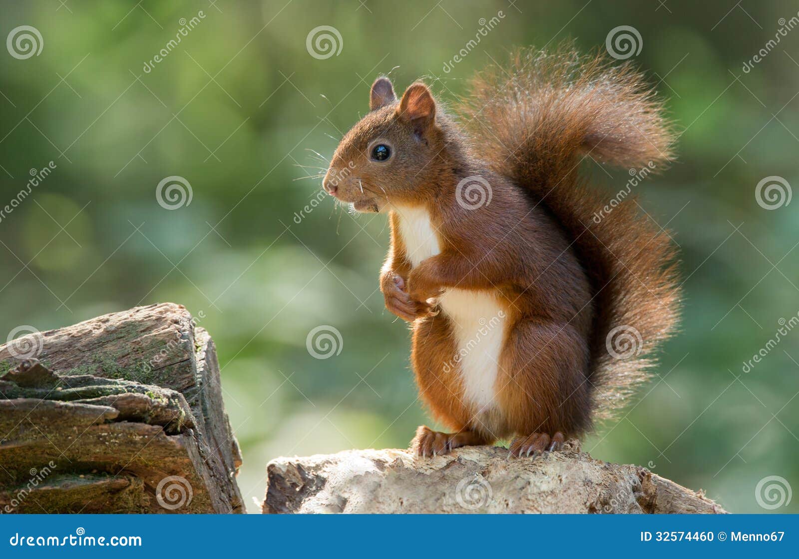 Red Squirrel stock photo. Image of mammal, autumn, beauty - 32574460