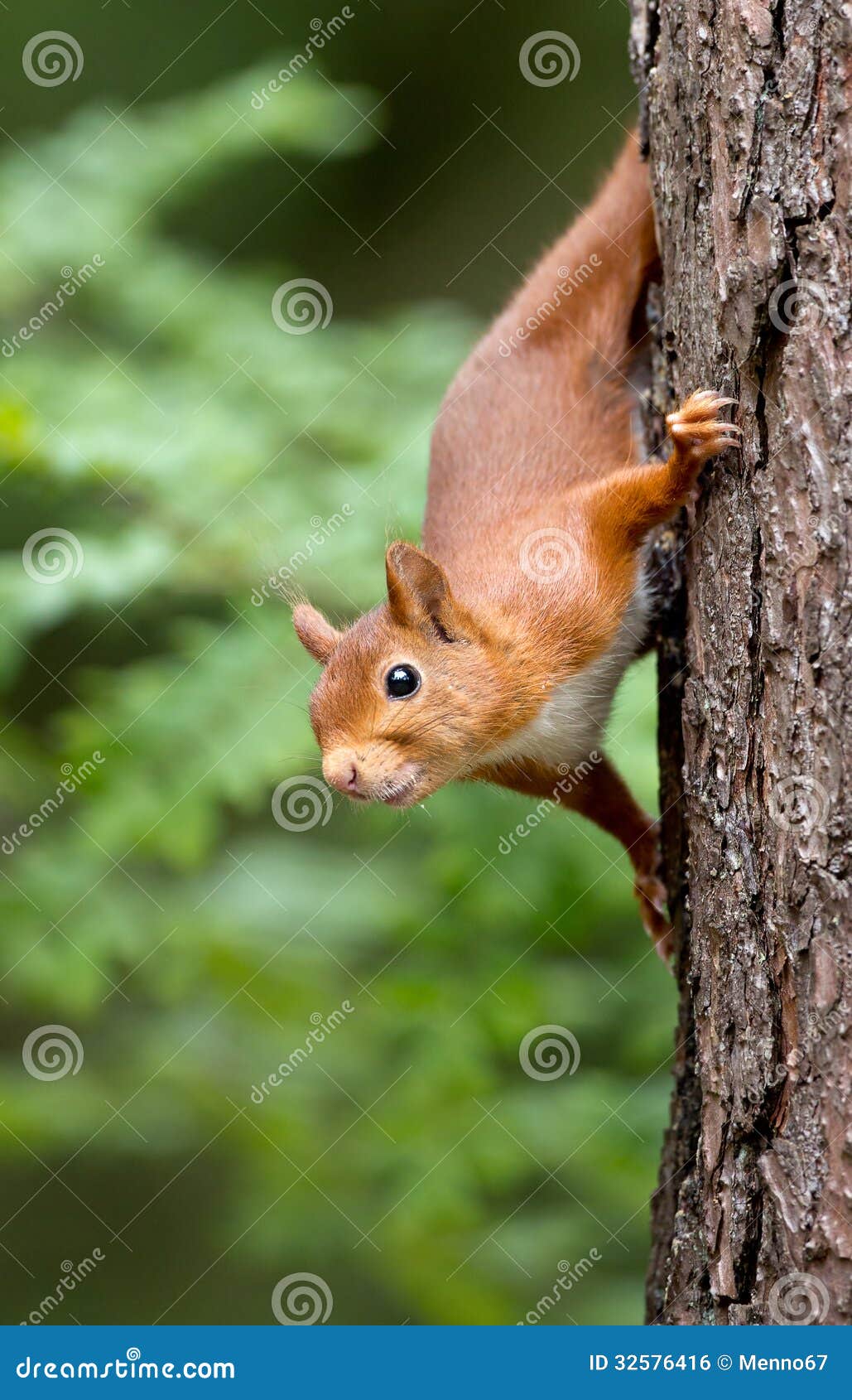 Red Squirrel stock photo. Image of autumn, outdoor, squirrel - 32576416