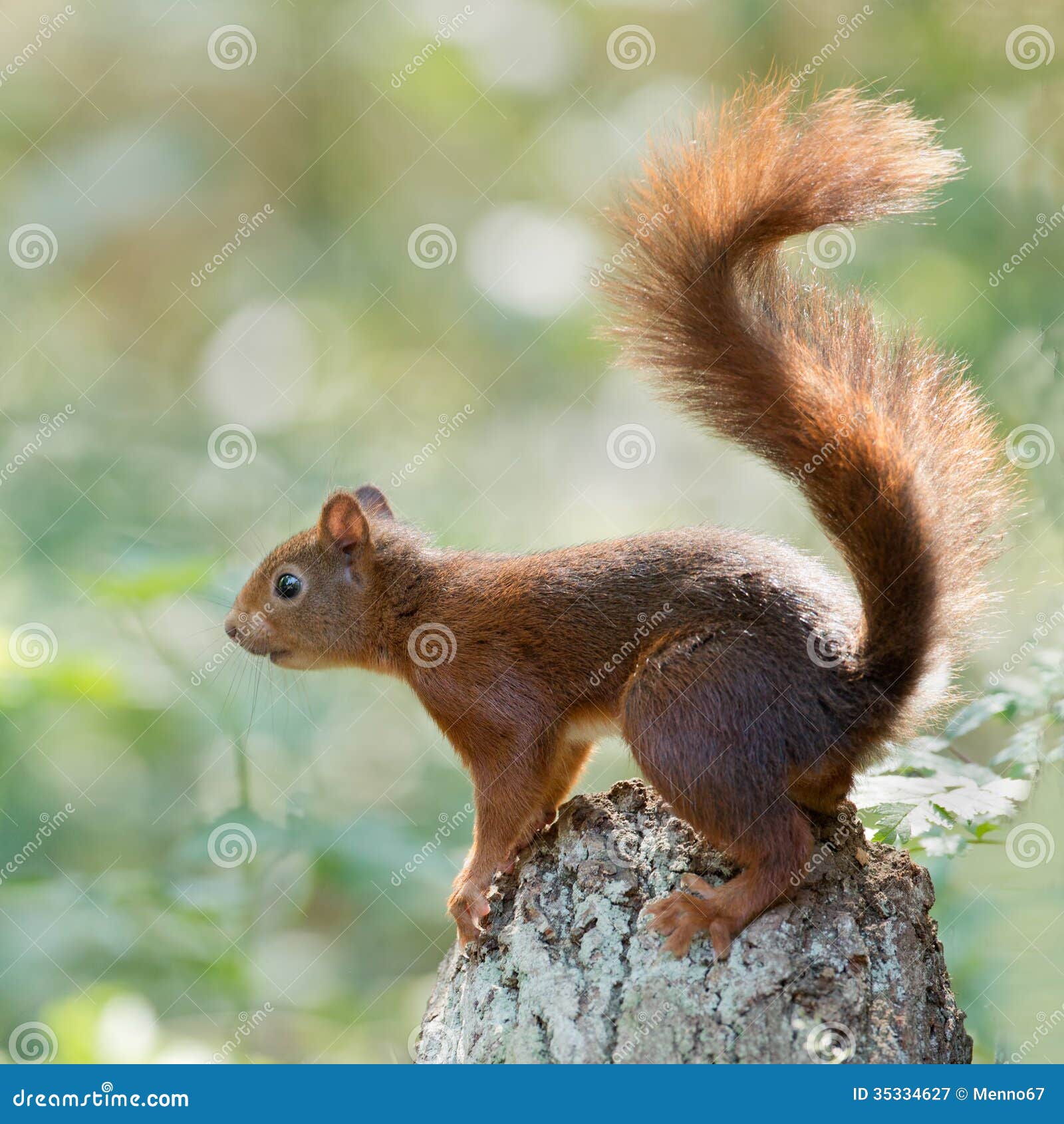 Red Squirrel stock image. Image of forrest, squirrel - 35334627