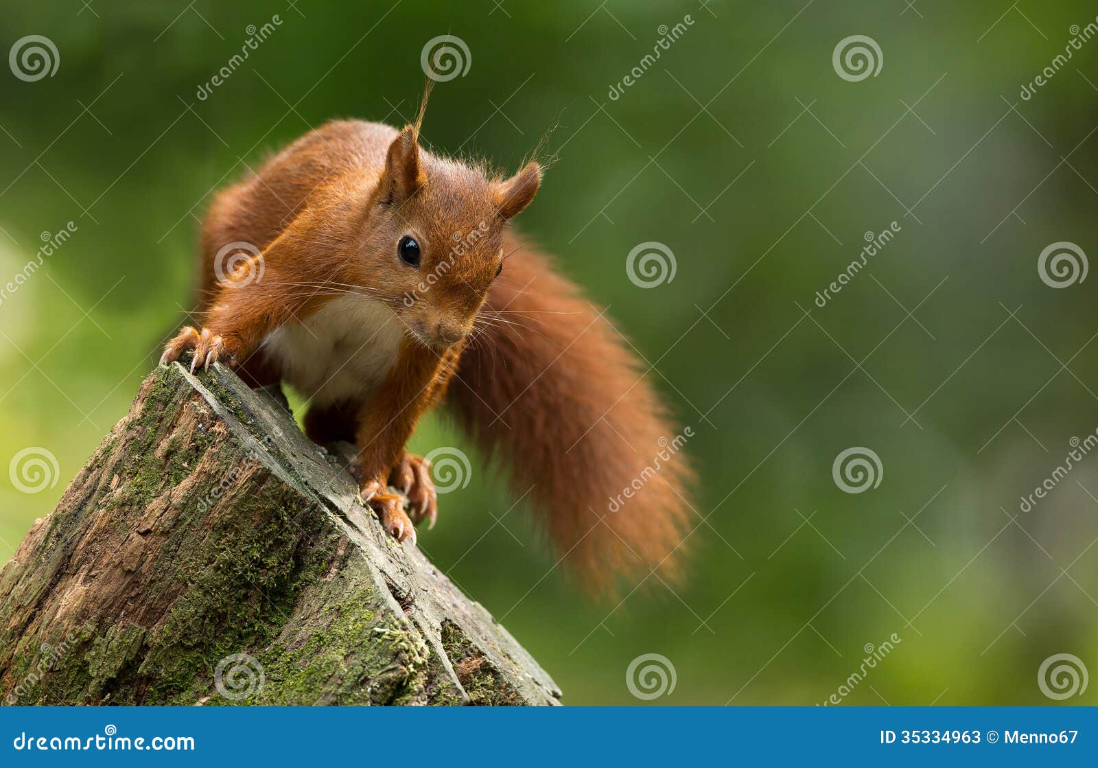 Red Squirrel stock image. Image of pretty, forest, branch - 35334963