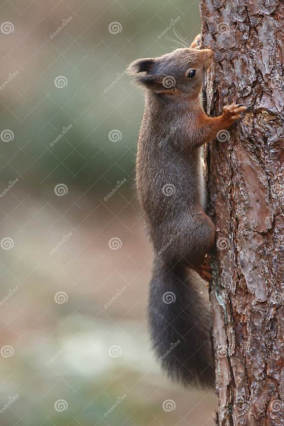 Red Squirrel in a forest stock image. Image of natural - 332674849