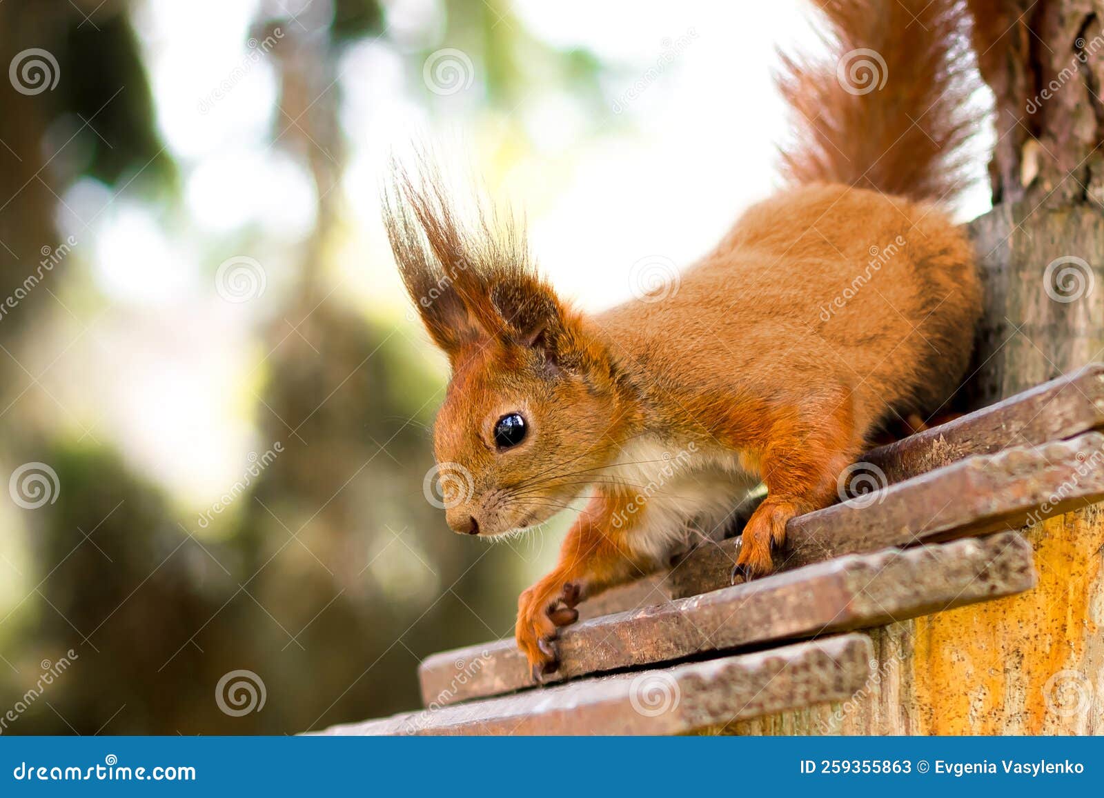 Red Squirrel in Front on a Tree. Forest Animals Stock Image - Image of ...
