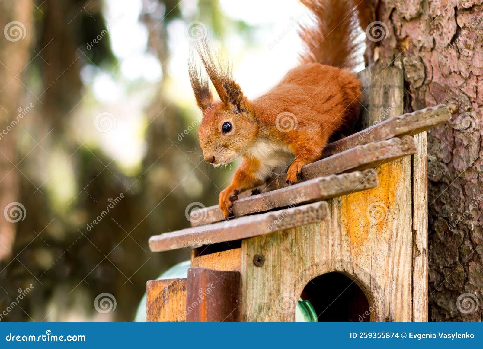 Red Squirrel in Front on a Tree. Forest Animals Stock Photo - Image of ...