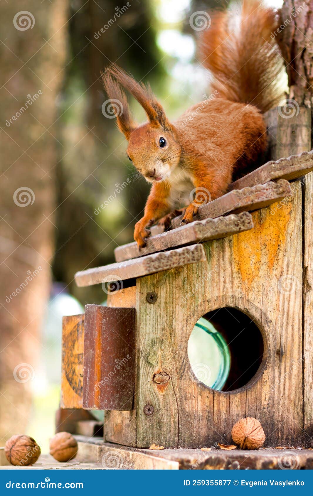 Red Squirrel in Front on a Tree. Forest Animals Stock Image - Image of ...