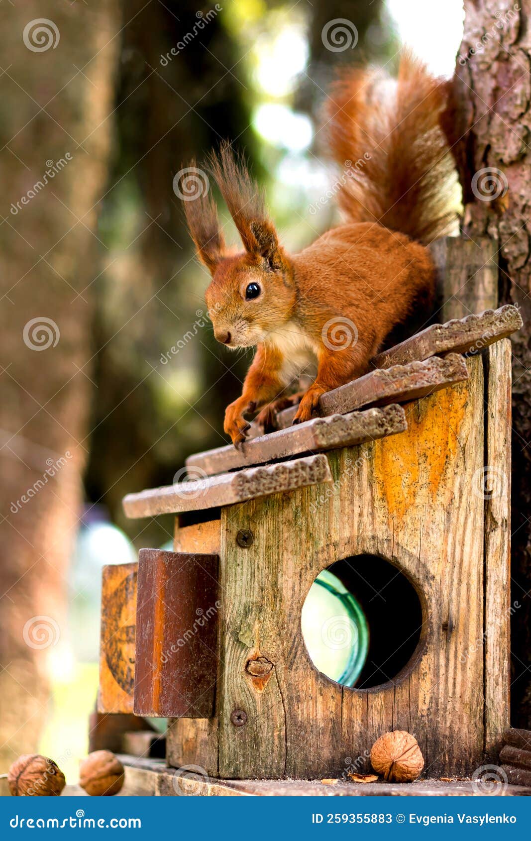 Red Squirrel in Front on a Tree. Forest Animals Stock Image - Image of ...