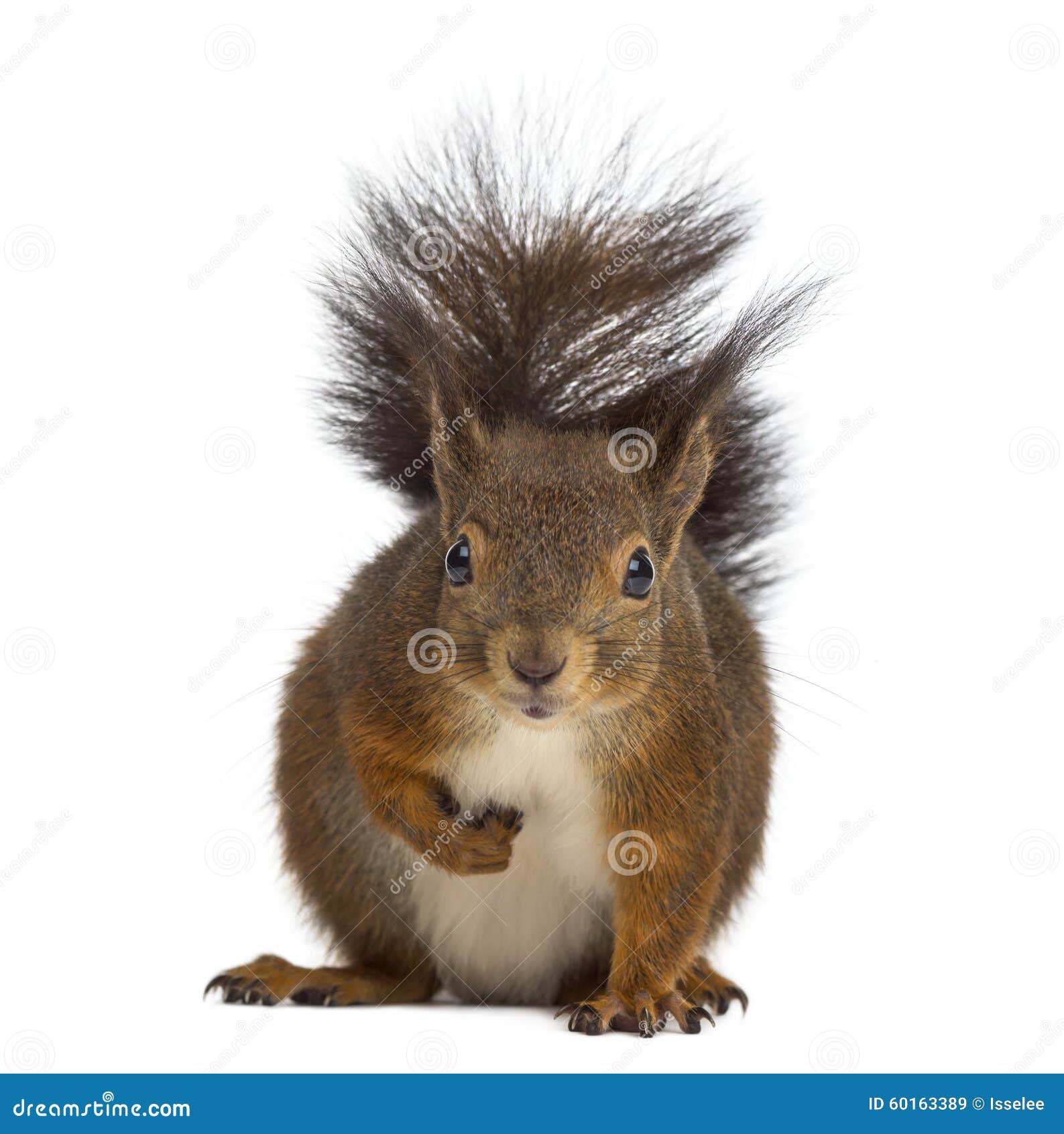 Red squirrel stock image. Image of view, domestic, eurasian - 60163389