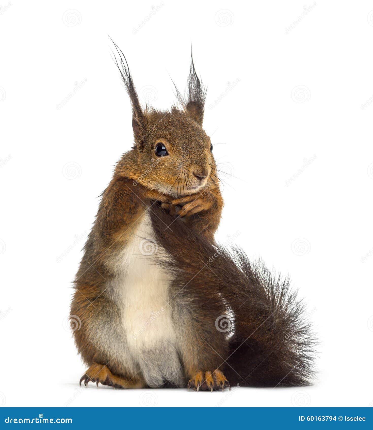 Red squirrel stock photo. Image of domestic, vulgaris - 60163794