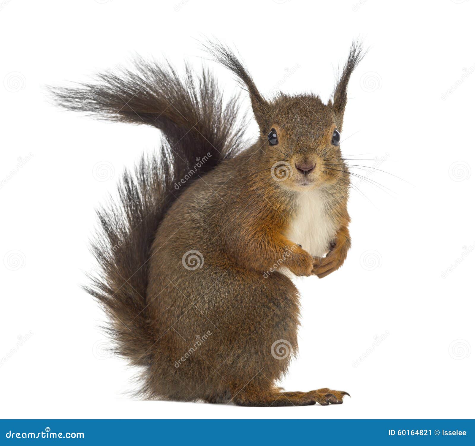 Red squirrel stock image. Image of looking, vertebrate - 60164821