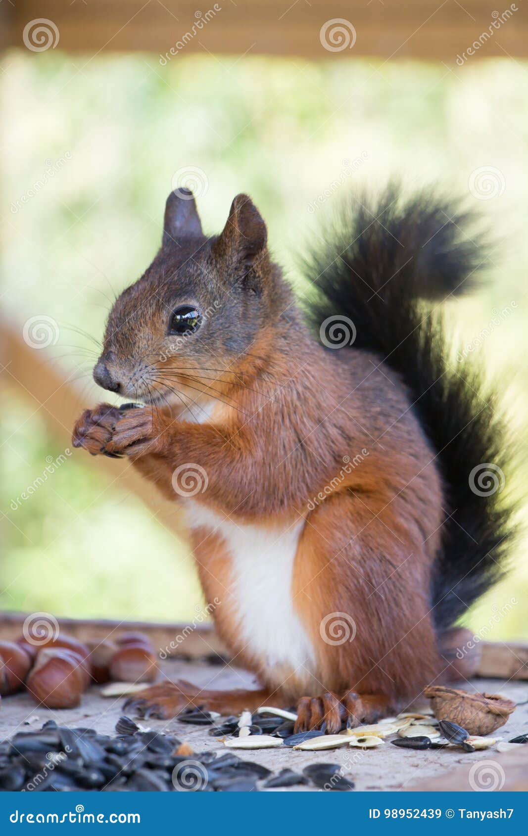 Red Squirrel gnawing nuts stock image. Image of squirrel - 98952439