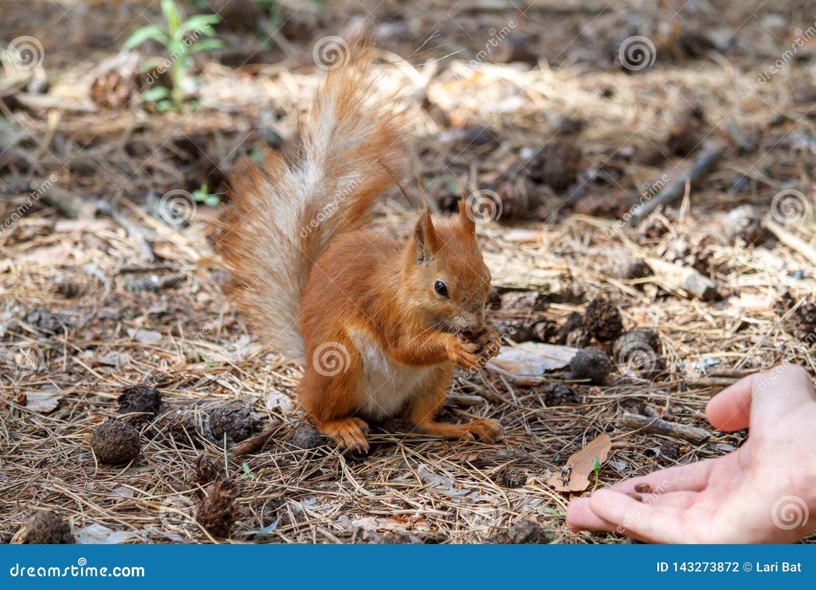Red Squirrel Gnaws Nuts in the Park Stock Photo - Image of nimble ...