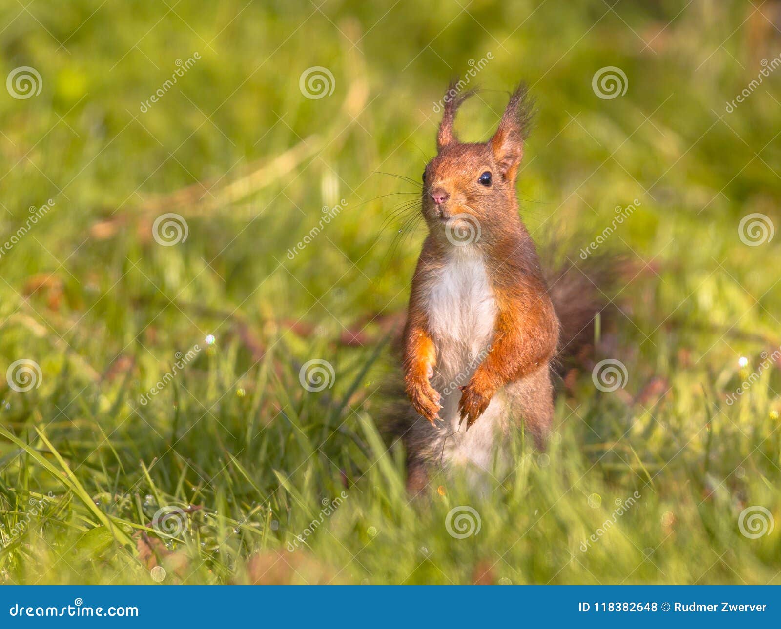 Red squirrel in grass stock photo. Image of lawn, animal - 118382648