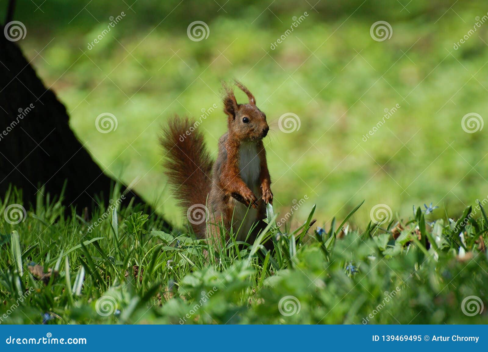 Red squirrel on a grass stock image. Image of bird, blur - 139469495