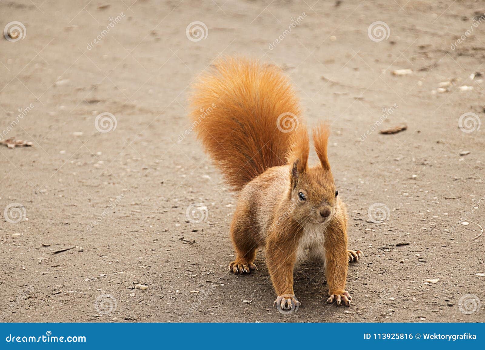 Red Squirrel on the Ground Ready To Escape Stock Photo - Image of small ...