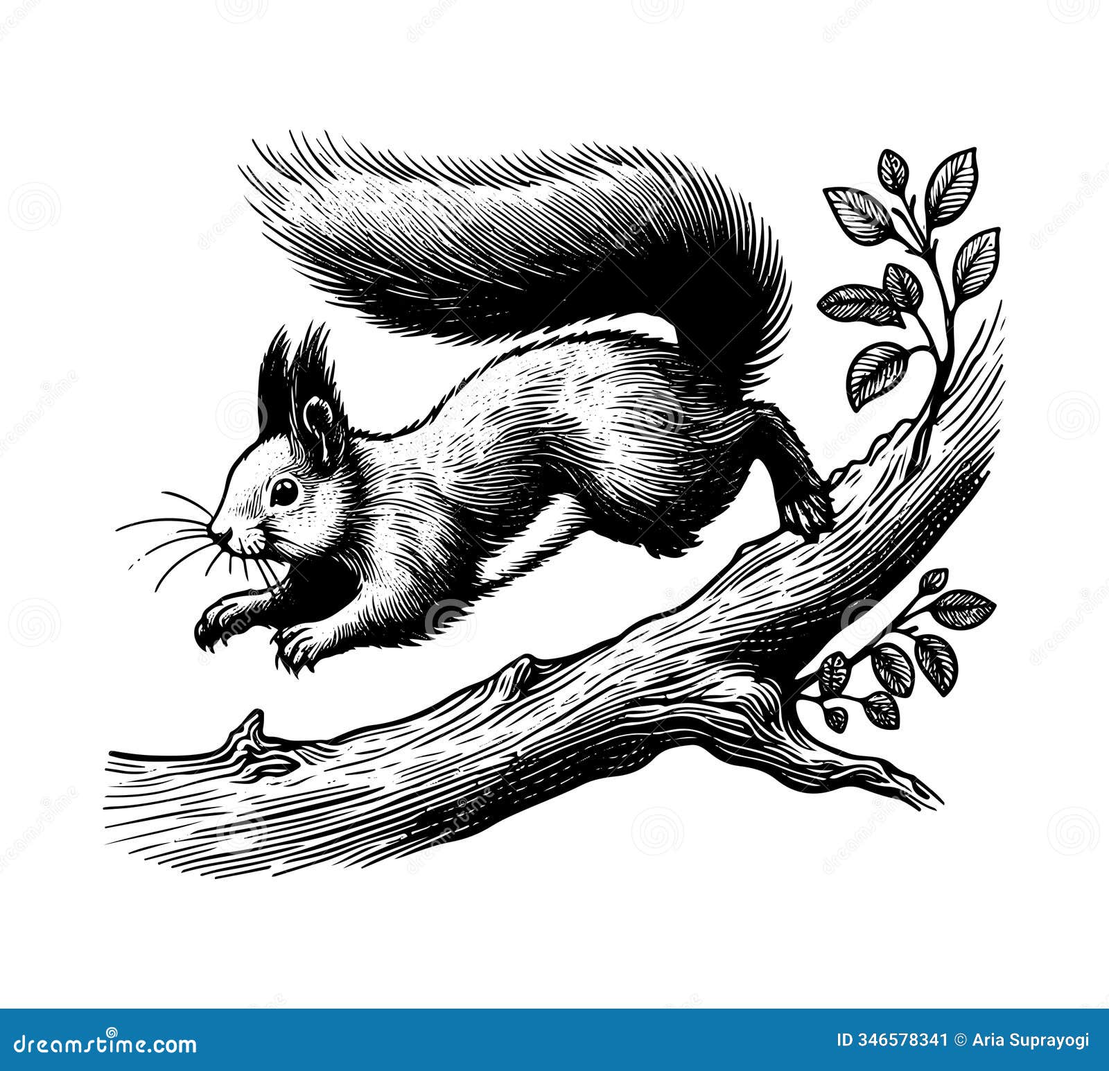Red Squirrel Hand Drawn Vintage Vector Stock Vector - Illustration of ...