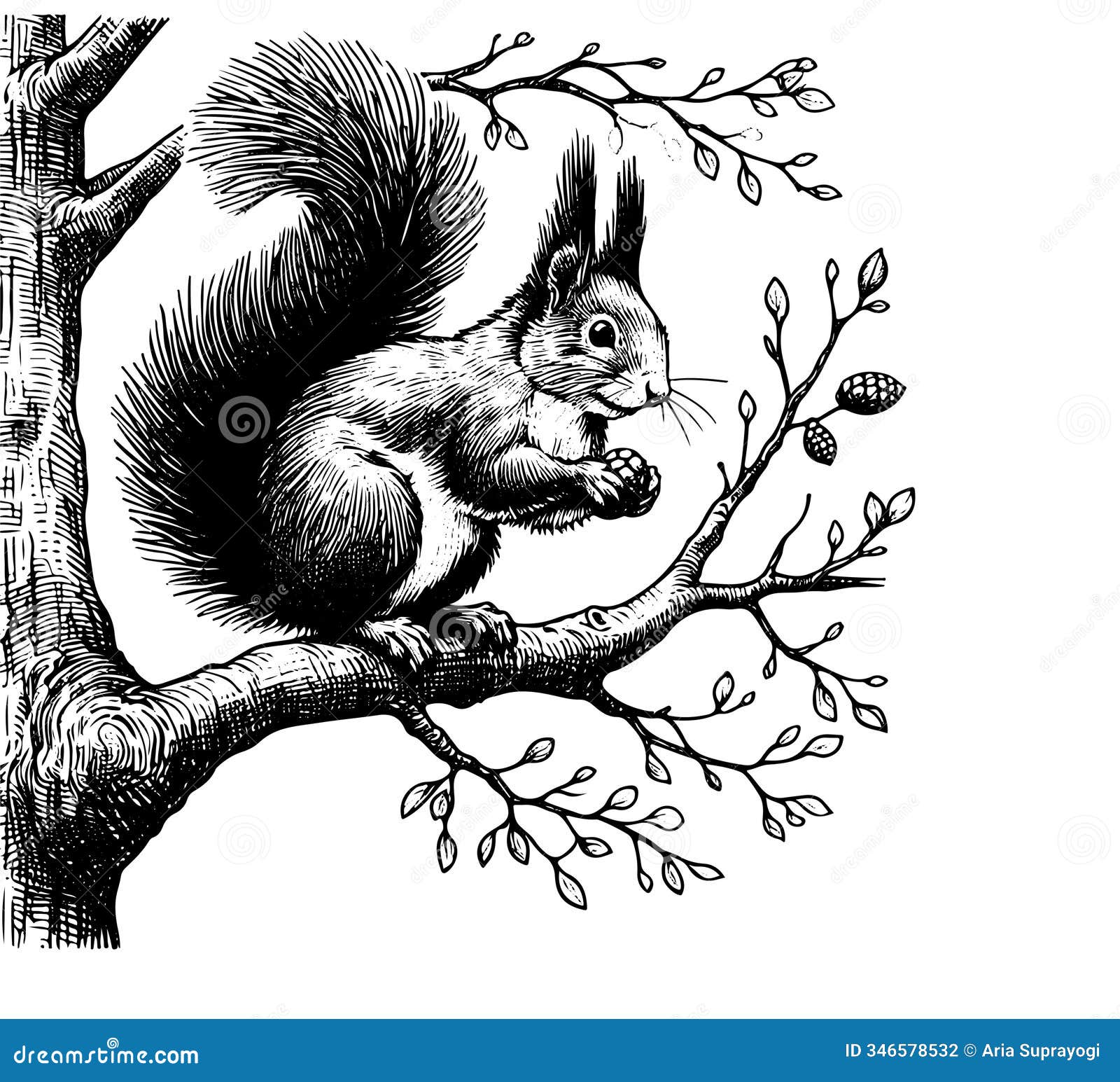 Red Squirrel Hand Drawn Vintage Vector Stock Illustration ...