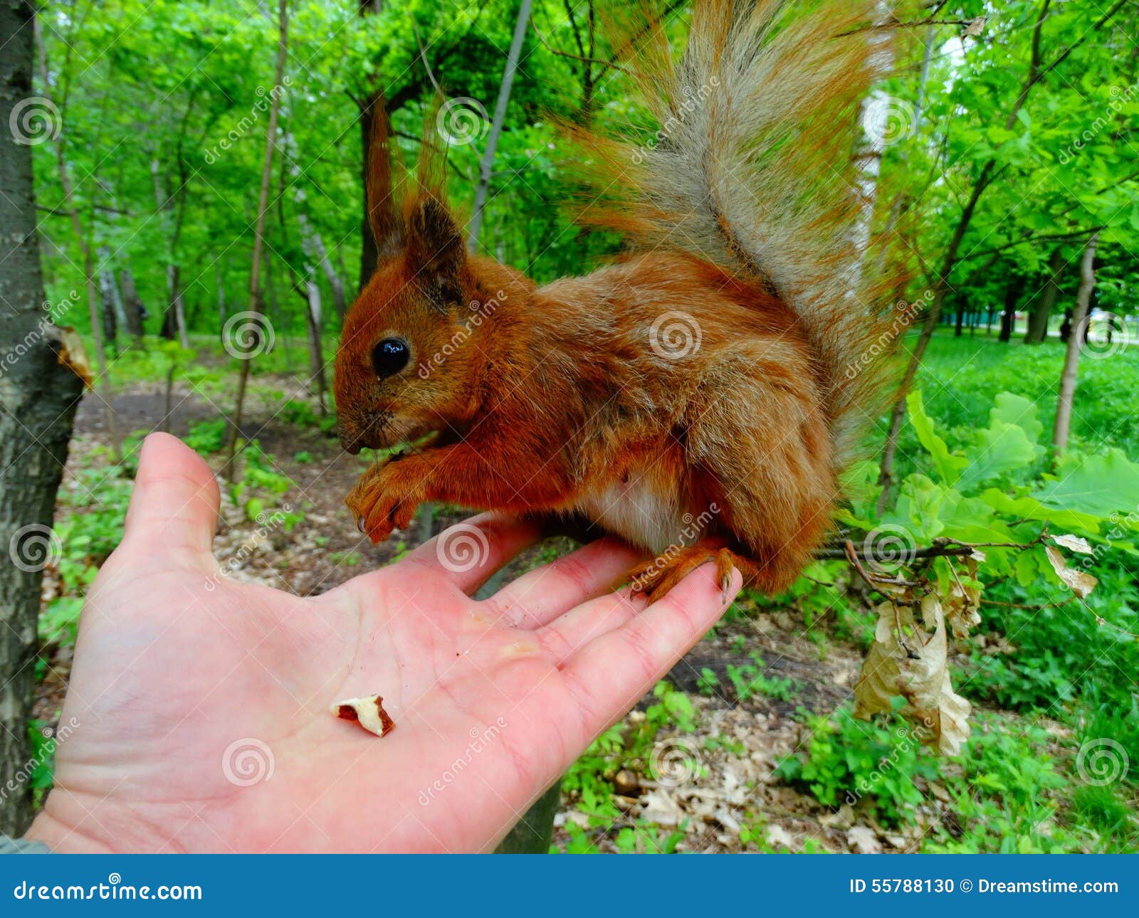 Red squirrel on a hand stock photo. Image of animals - 55788130