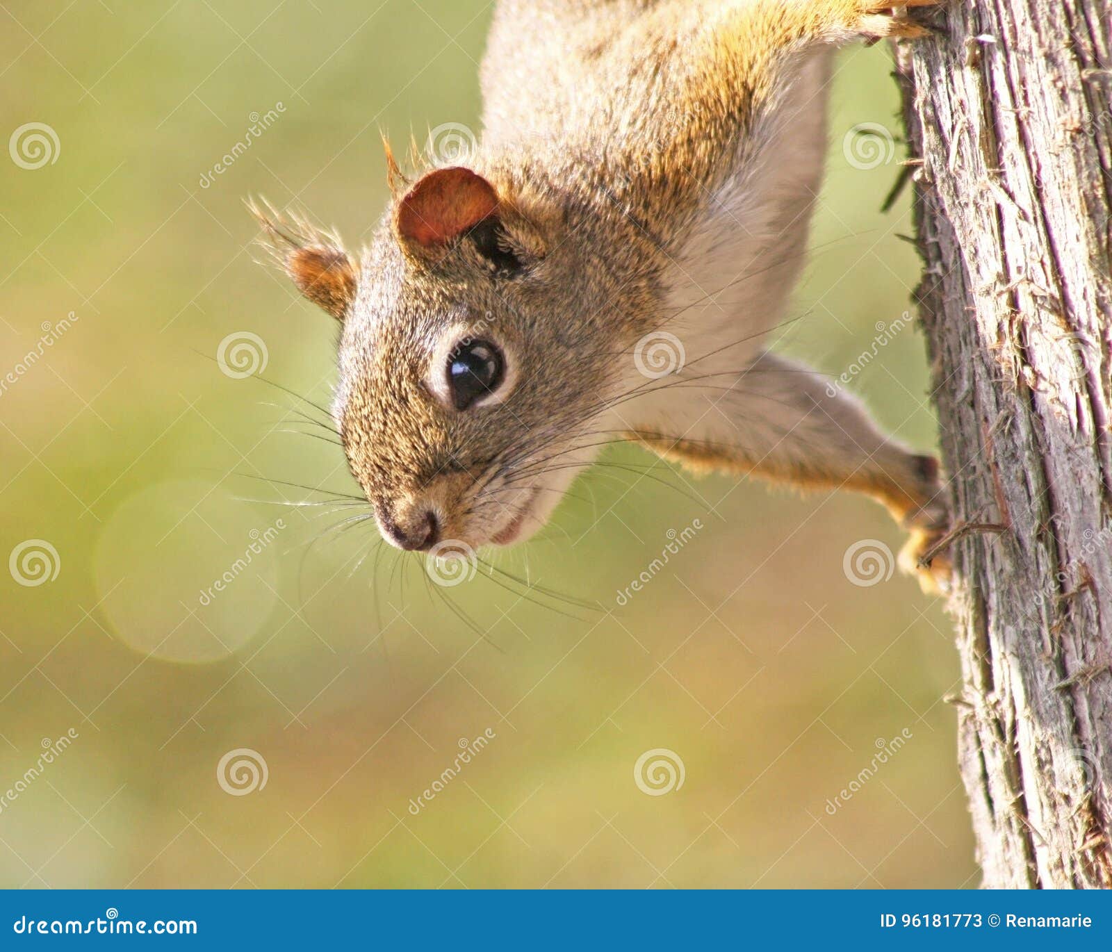 Red Squirrel Hanging Upside Down on Tree Stock Image - Image of eyes ...