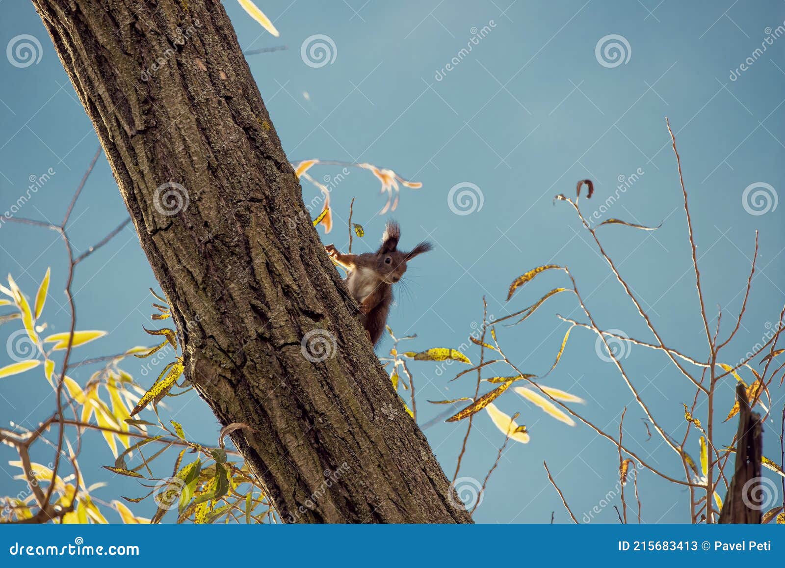 Red squirrel hidden stock image. Image of woodpecker - 215683413