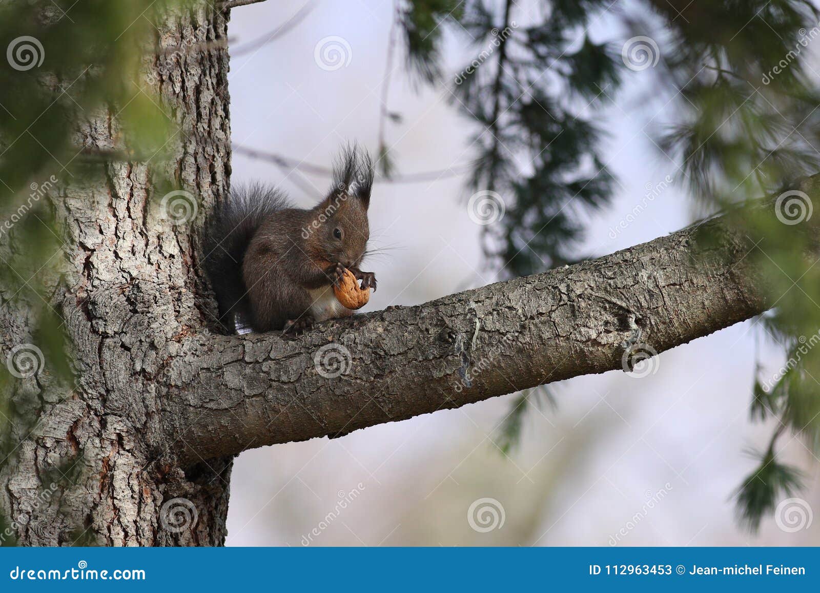 Red Squirrel Feeding on Walnut Stock Image - Image of park, mammal ...