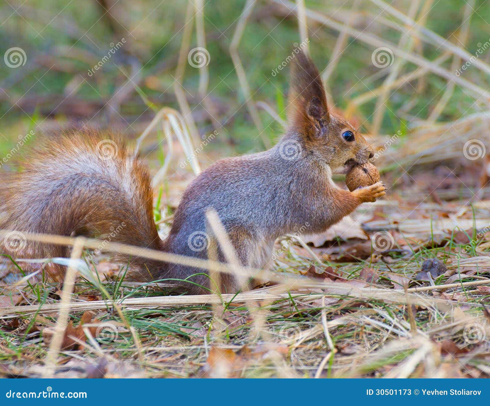Red Squirrel Holding Walnut Stock Image - Image of leaves, animal: 30501173