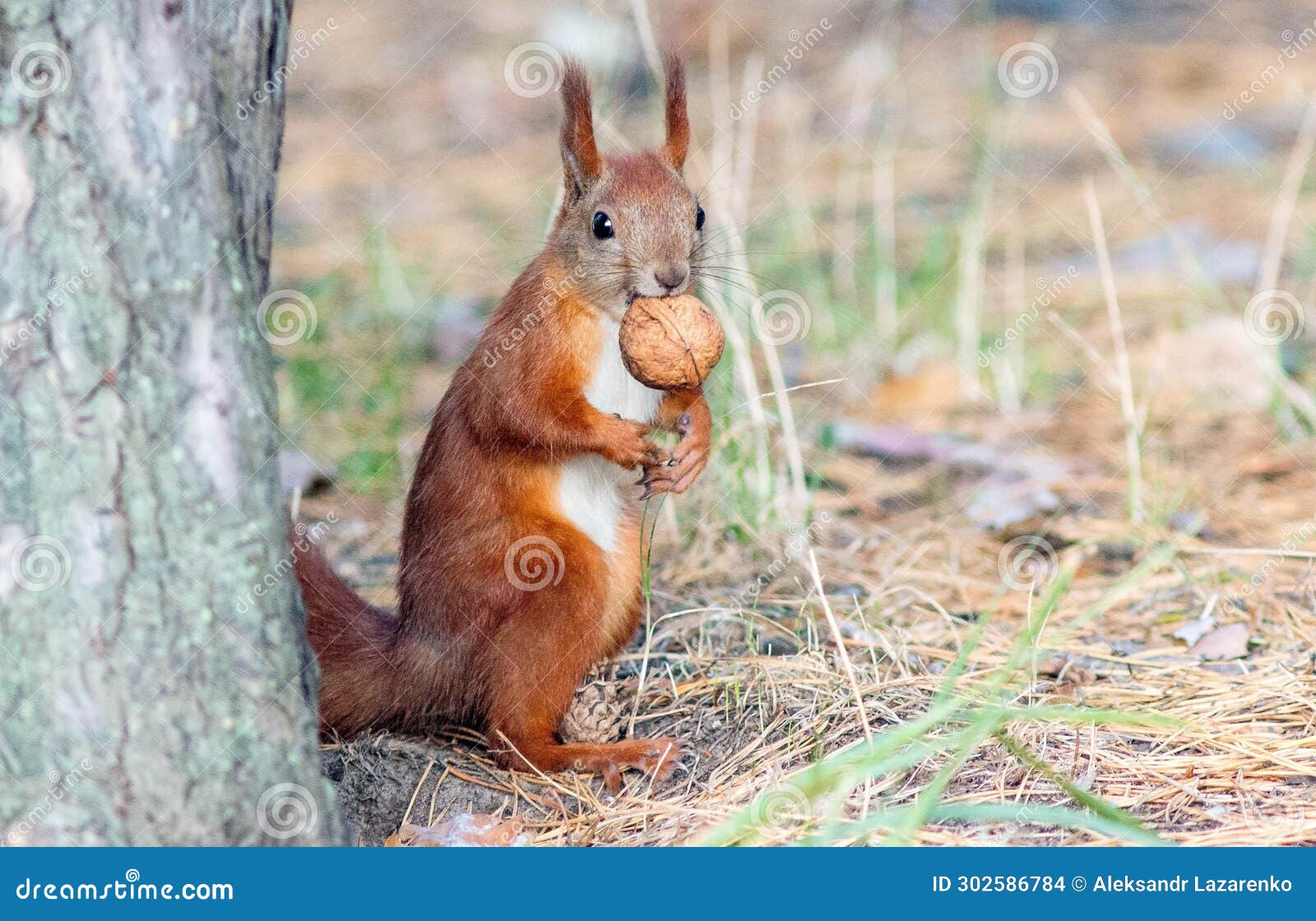 Red Squirrel Holds a Nut in Its Teeth Stock Photo - Image of animals ...