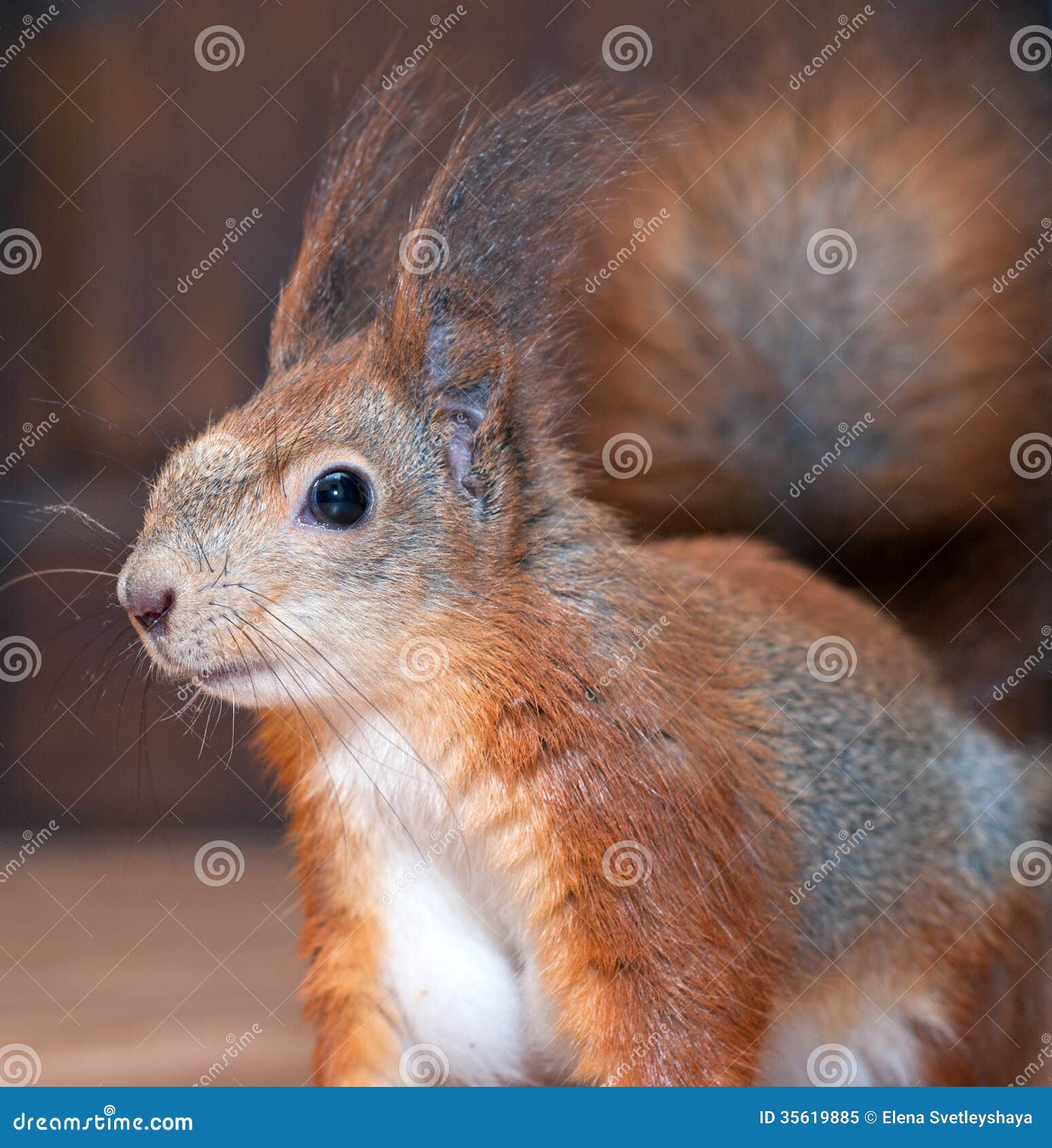 Red squirrel at home stock image. Image of natural, forest - 35619885