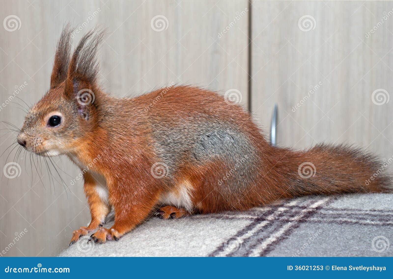 Red squirrel in the house stock image. Image of home - 36021253