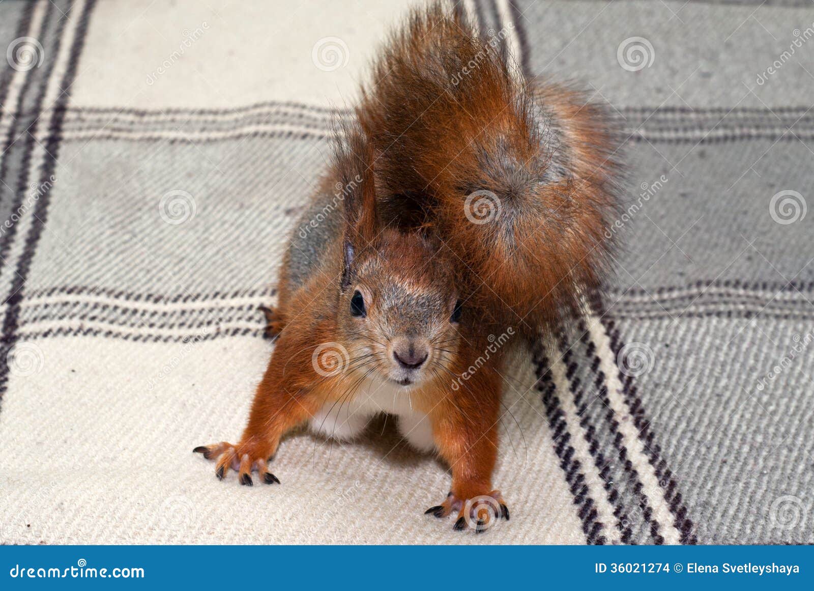 Red squirrel in the house stock photo. Image of fluffy - 36021274