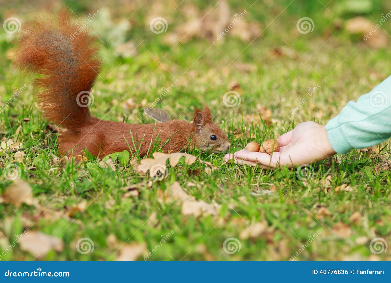 Red Squirrel and Human Hand. Stock Photo - Image of tail, hands: 40776836