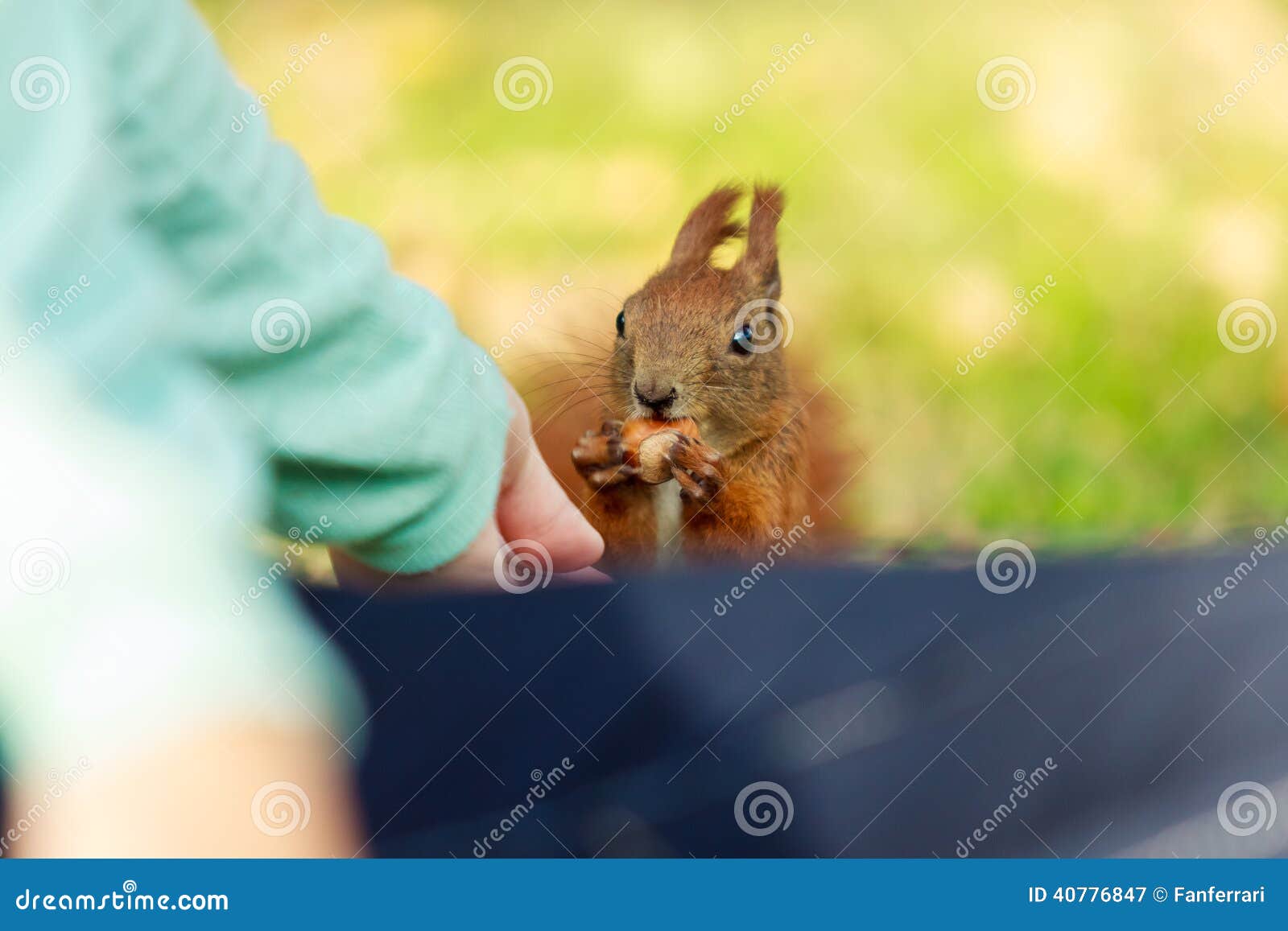 Red squirrel and human. stock image. Image of animal - 40776847