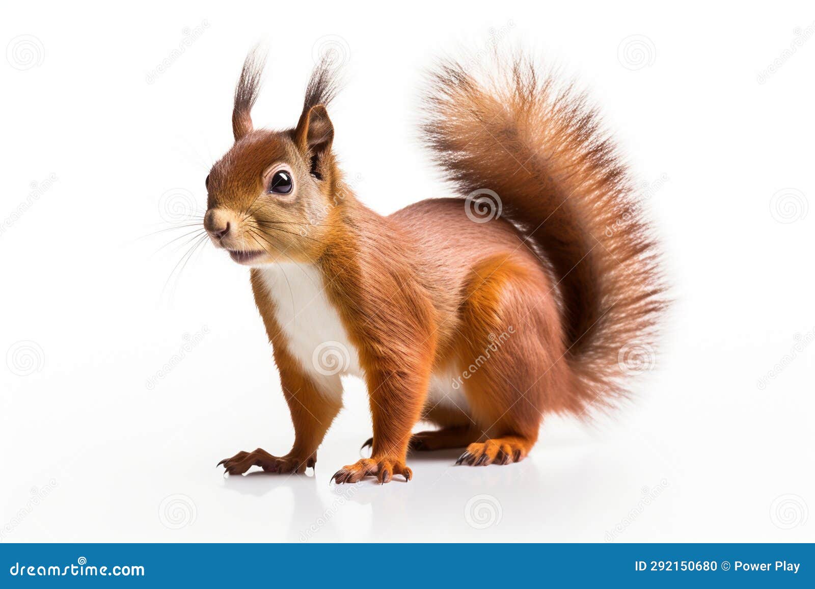 Red Squirrel Isolated on White Background. Studio Shot Stock Photo ...
