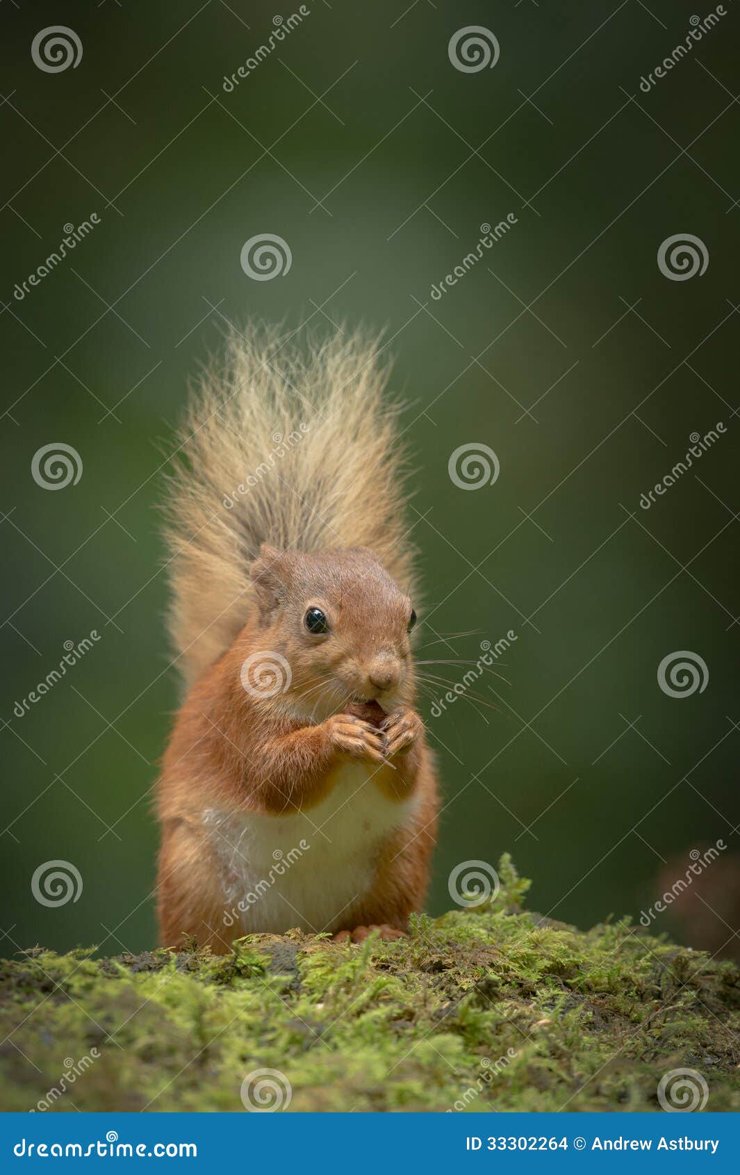 Red Squirrel stock photo. Image of endangered, animal - 33302264
