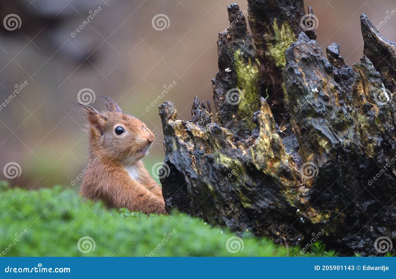 Red Squirrel in a Dutch Forrest Stock Image - Image of woods, closeup ...