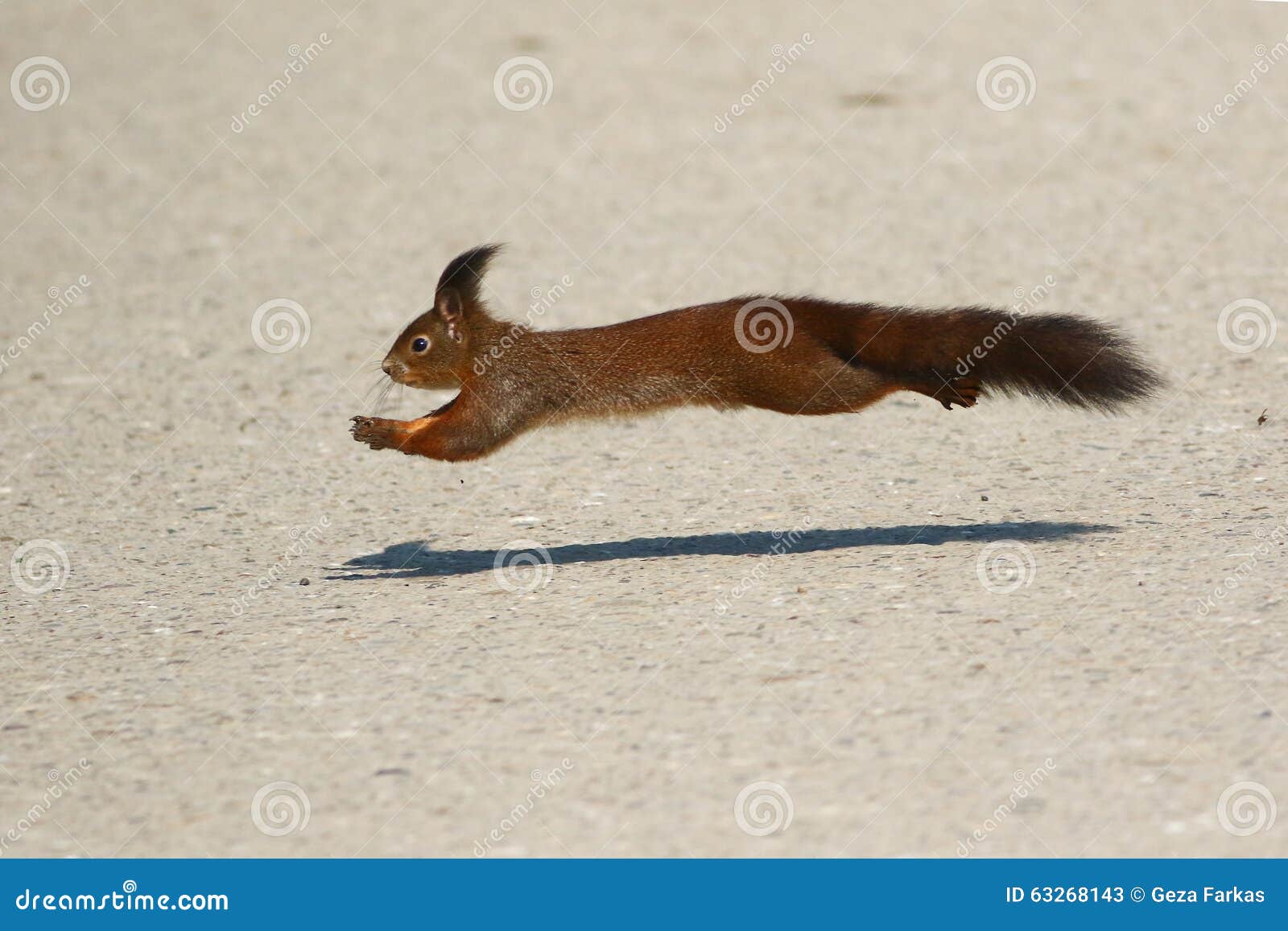 Squirrel Jumping From Tree To Tree Stock Image | CartoonDealer.com ...