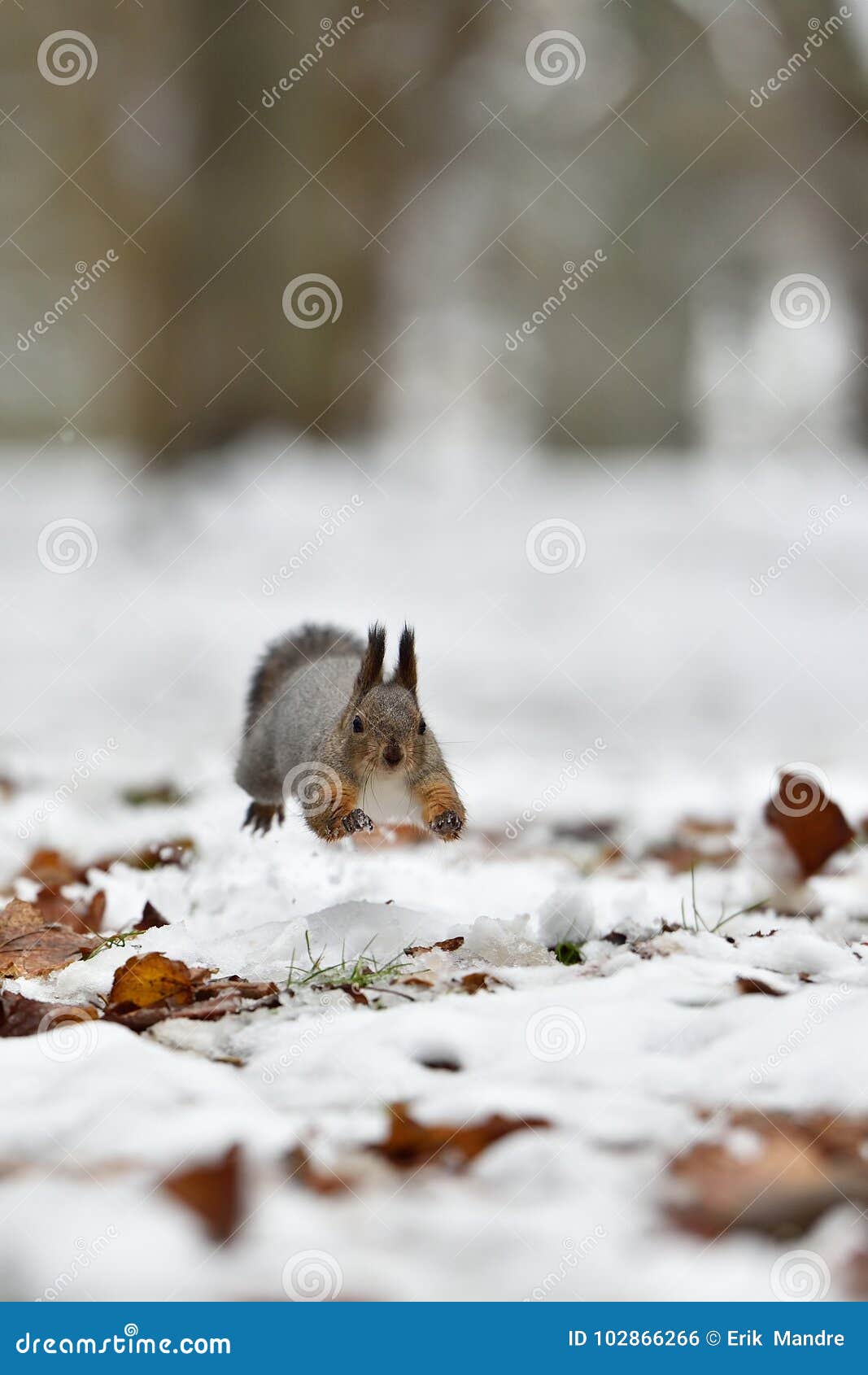 Red Squirrel jumping stock photo. Image of outdoors - 102866266