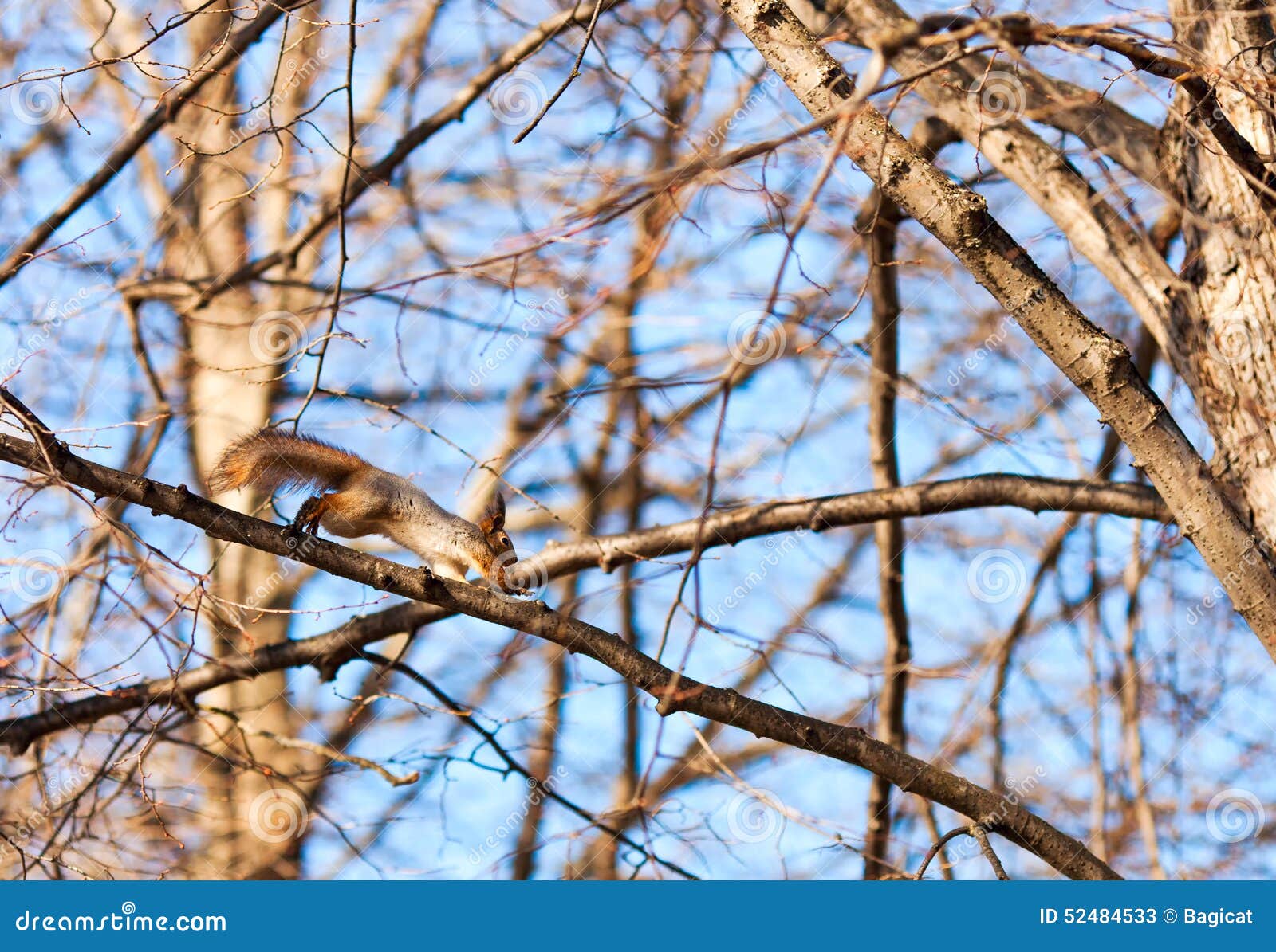 Red Squirrel Jumping on a Tree Branch Stock Image - Image of tail ...