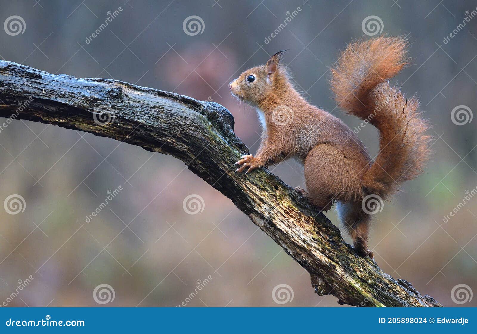 Red Squirrel in a Dutch Forrest Stock Photo - Image of forrest, jumping ...