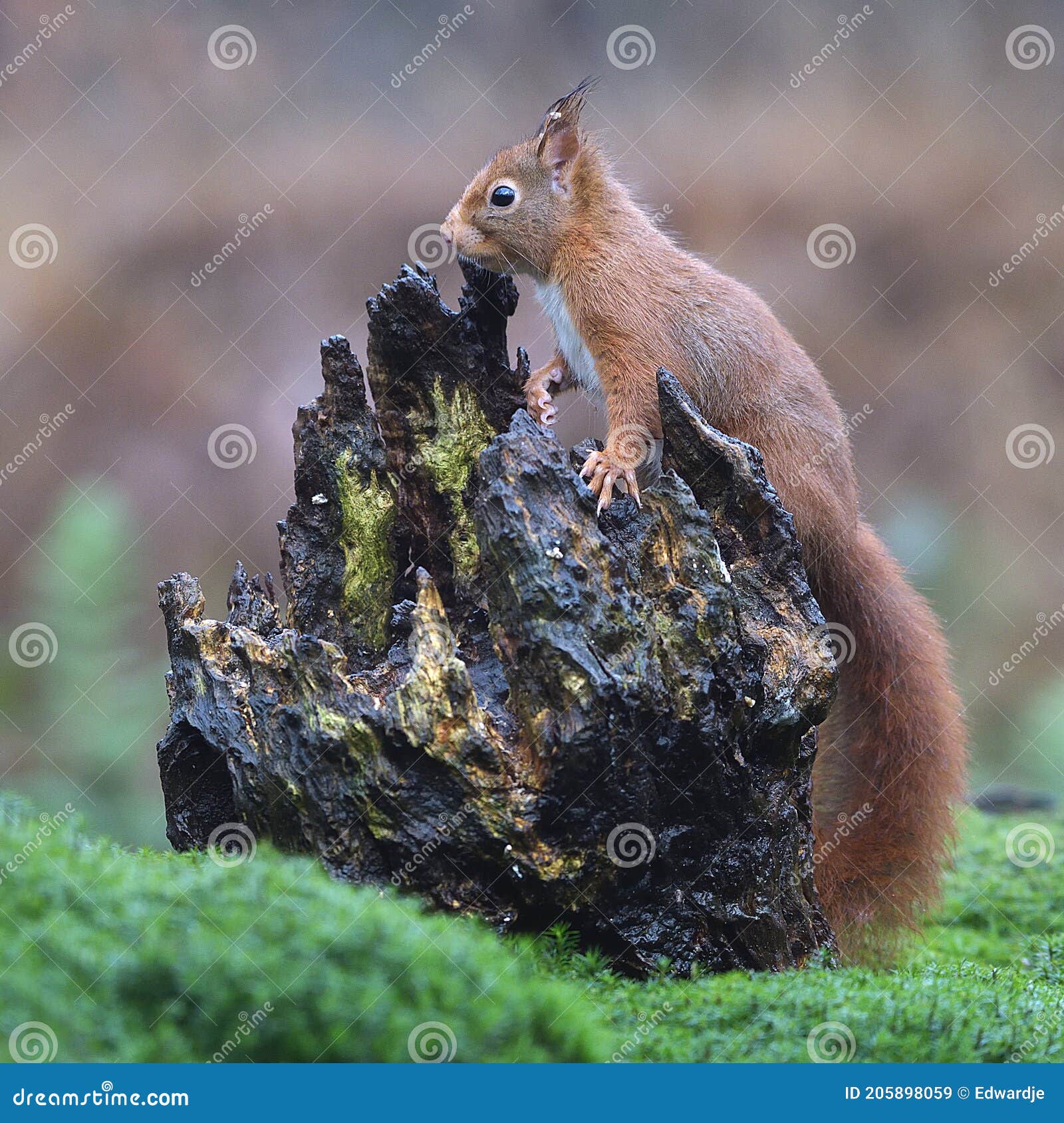 Red Squirrel in a Dutch Forrest Stock Image - Image of woods, jumping ...