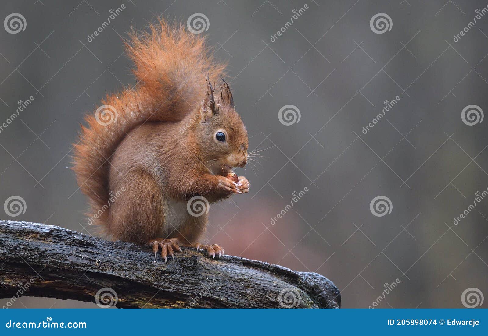 Red Squirrel in a Dutch Forrest Stock Photo - Image of climbing ...