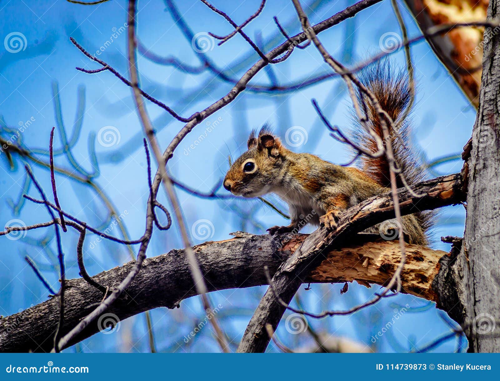 Red Squirrel Juvenile Foraging in Old Growth Maple Tree with Blue Sky ...