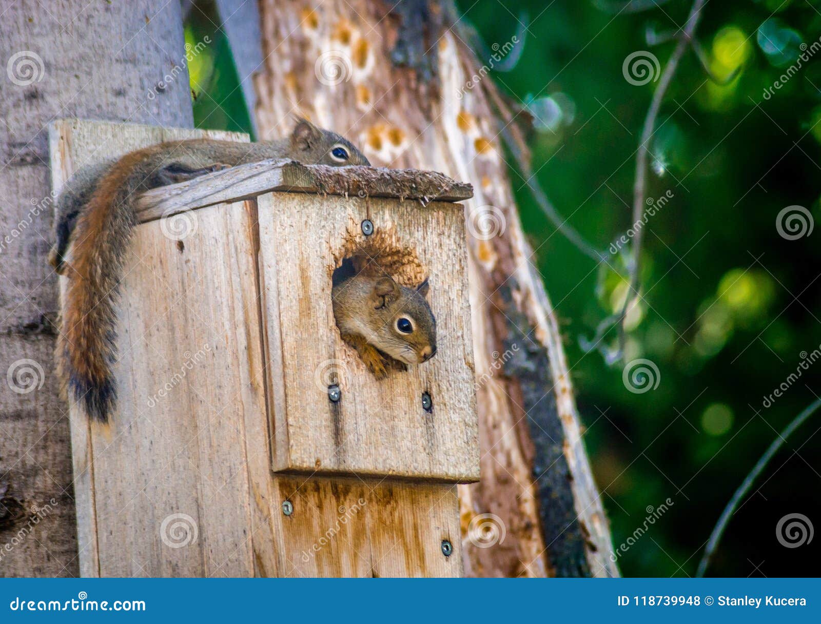 Red Squirrel Juvenile Siblings Restings in Nesting Box/ Stock Photo ...